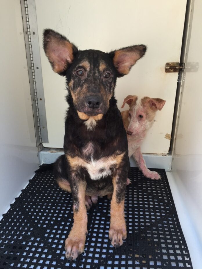 Thirty Dogs Are Impounded - Presidio Sentinel : Presidio Sentinel