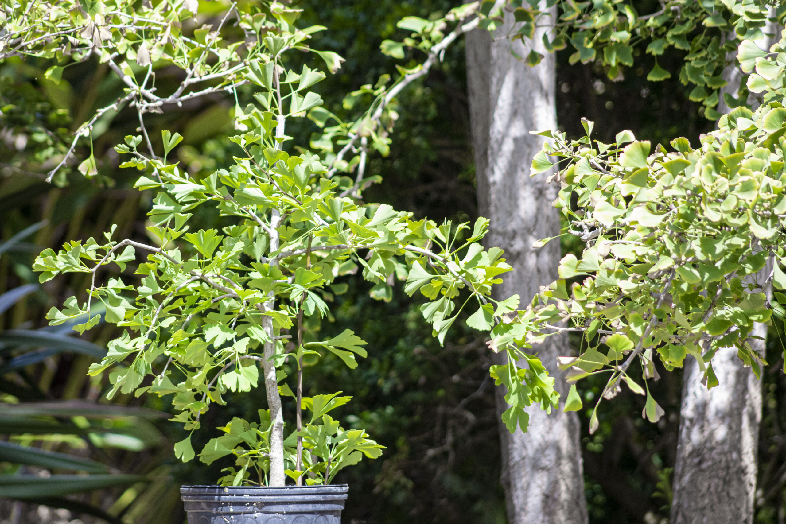 Seedling Grown from Atomic Bomb Survivor Tree Planted at San Diego ...