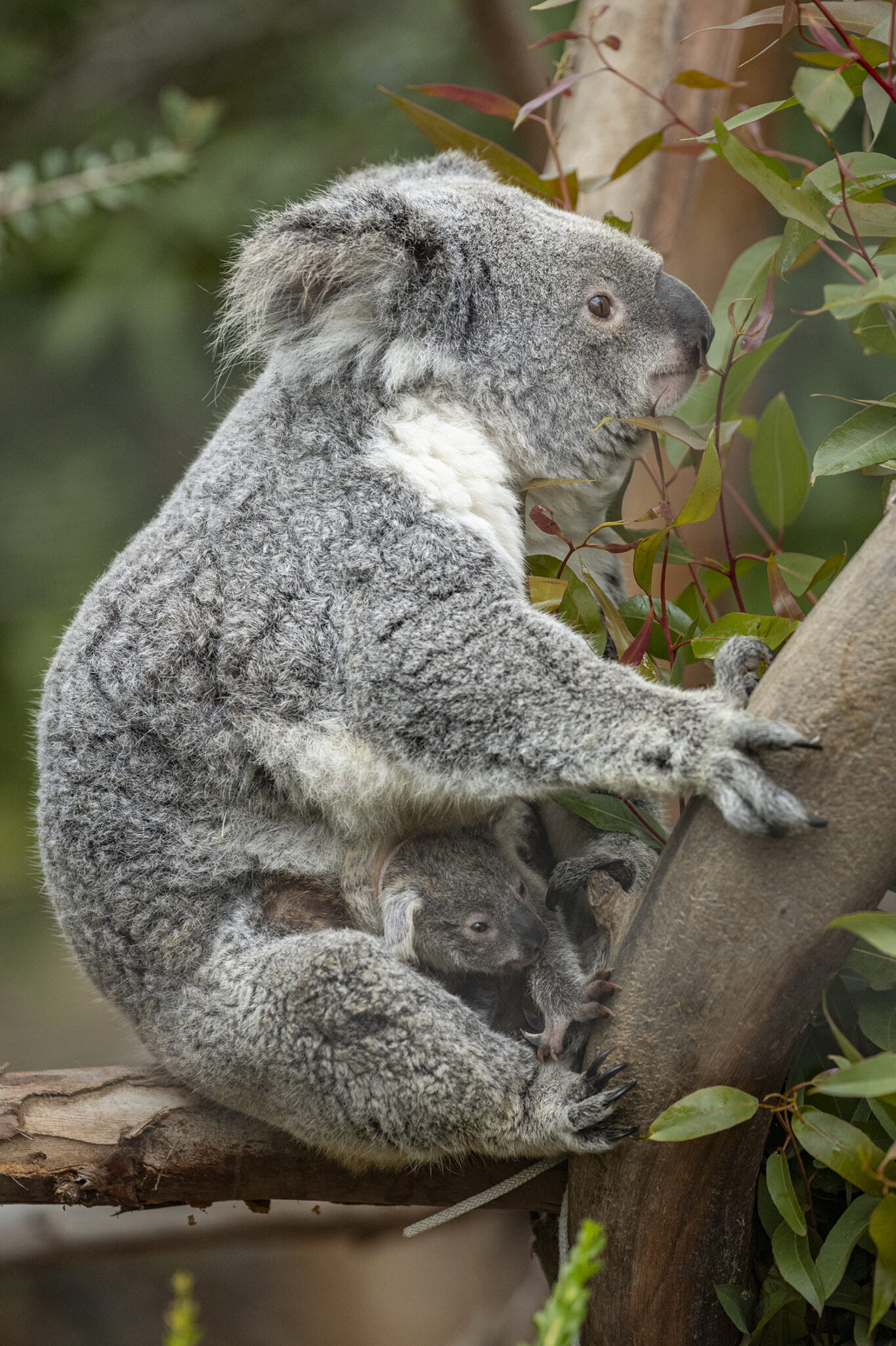 San Diego Zoo Welcomes Female Koala Joey and Celebrates a Century of ...