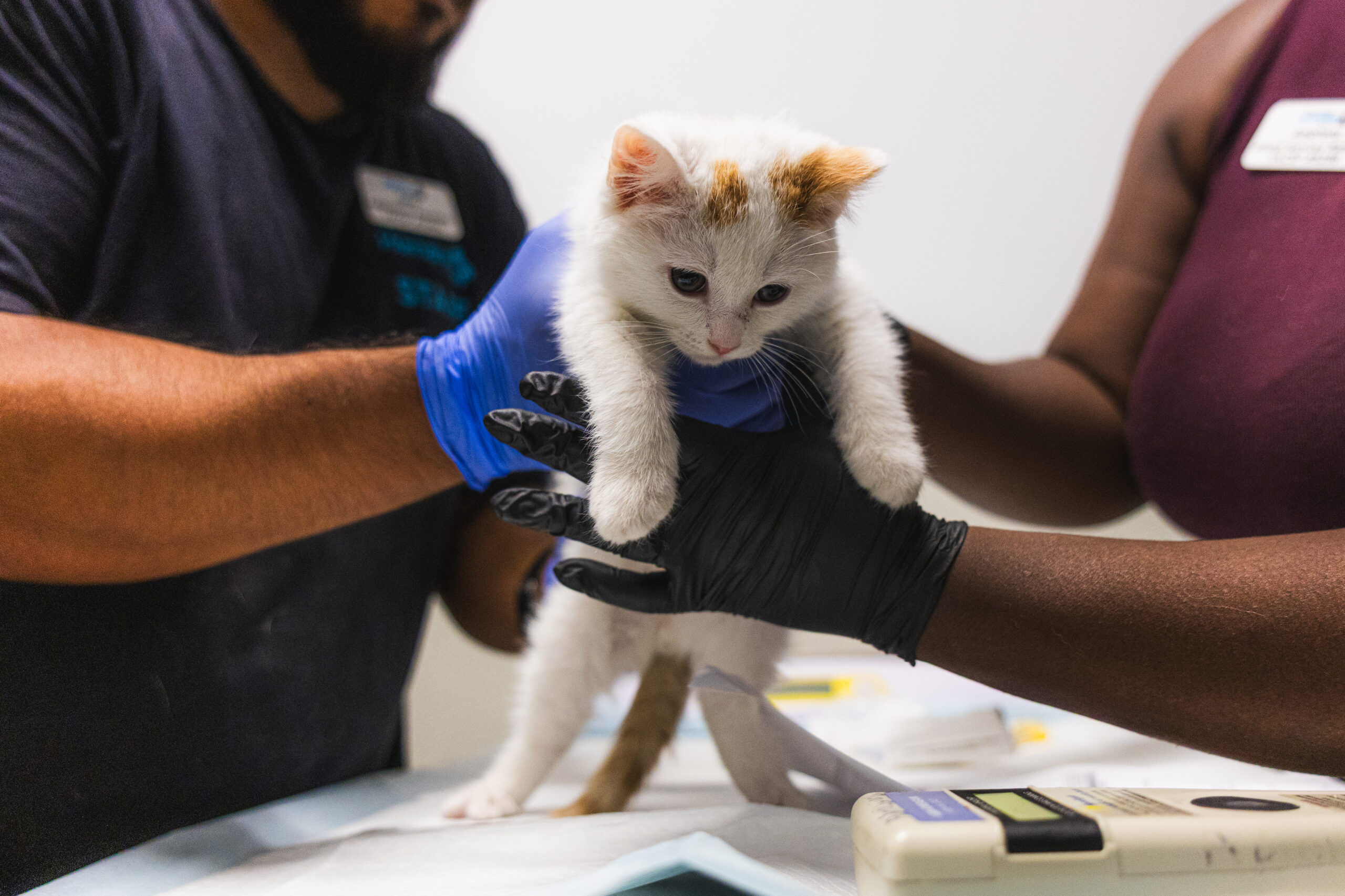 More Cats Rescued from Overcrowding and Health Challenges - Presidio ...