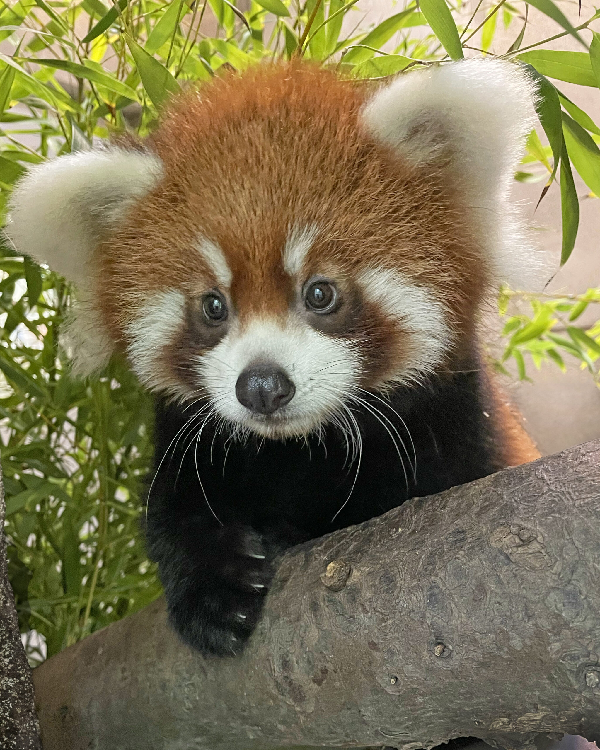 Three-month-old Red Panda Cub Named In time for International Red Panda ...