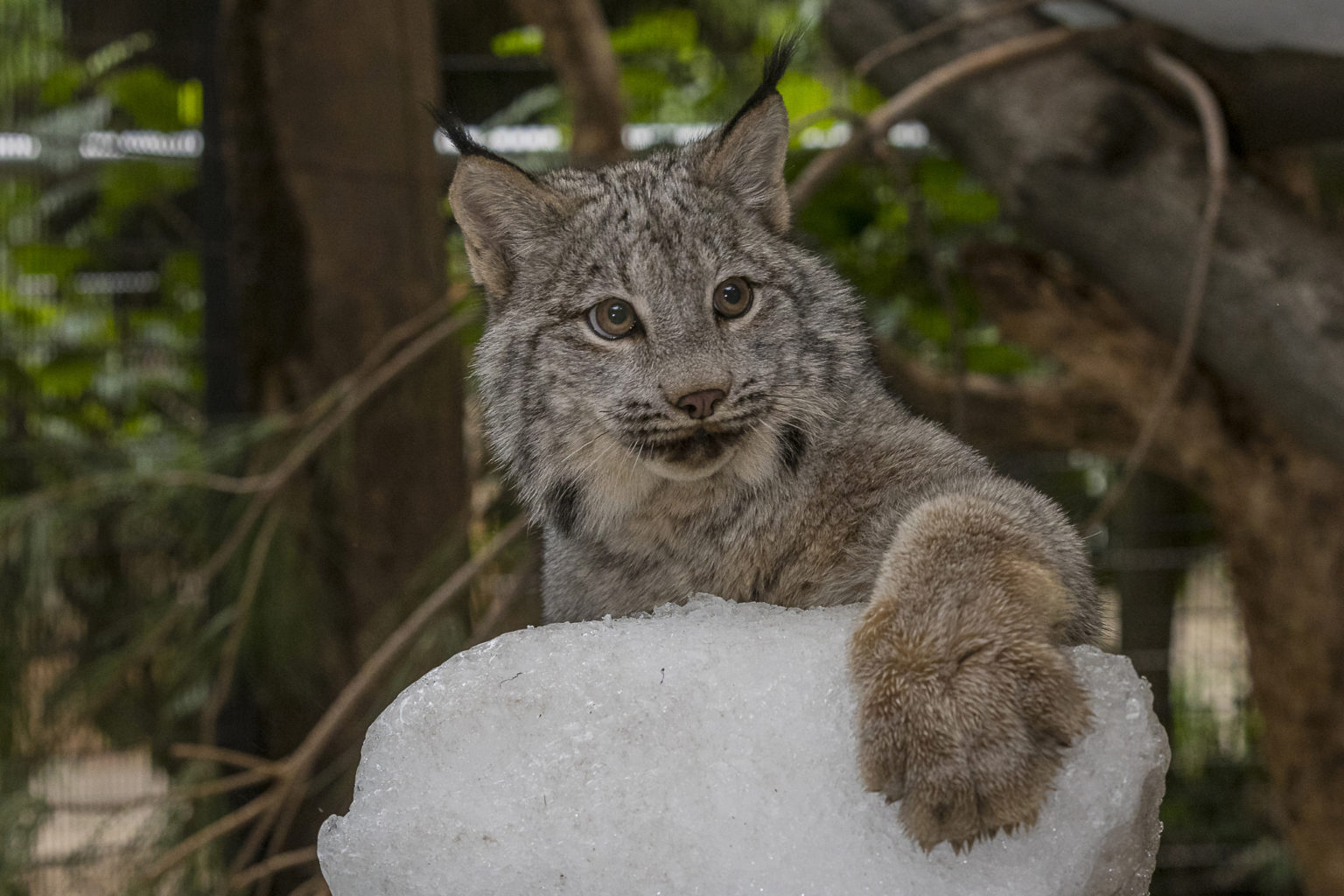 Lynx, Amur Leopards and Snow Leopards Receive a Snowy Experience ...