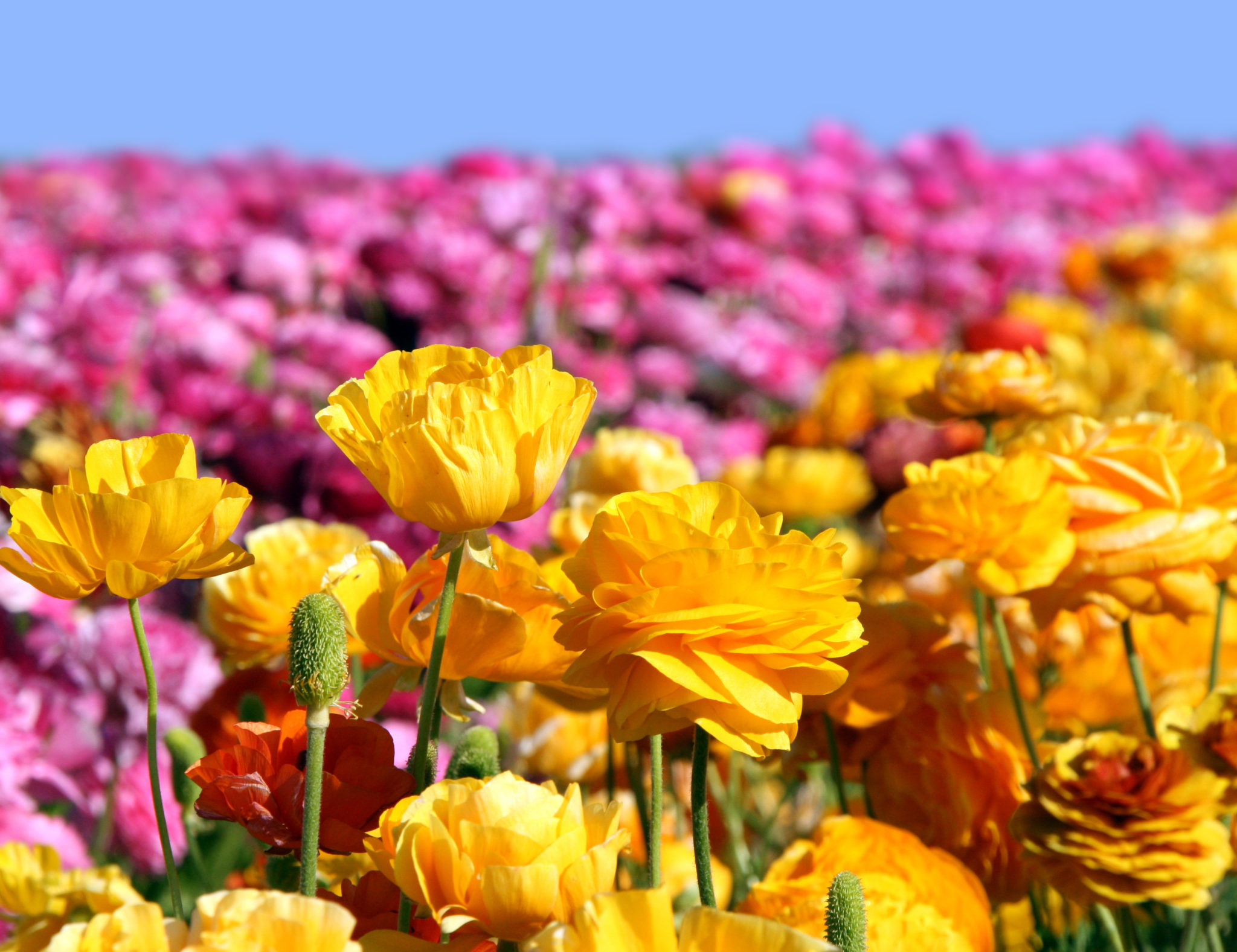 The Flower Fields in Carlsbad Come to Life - Presidio Sentinel ...